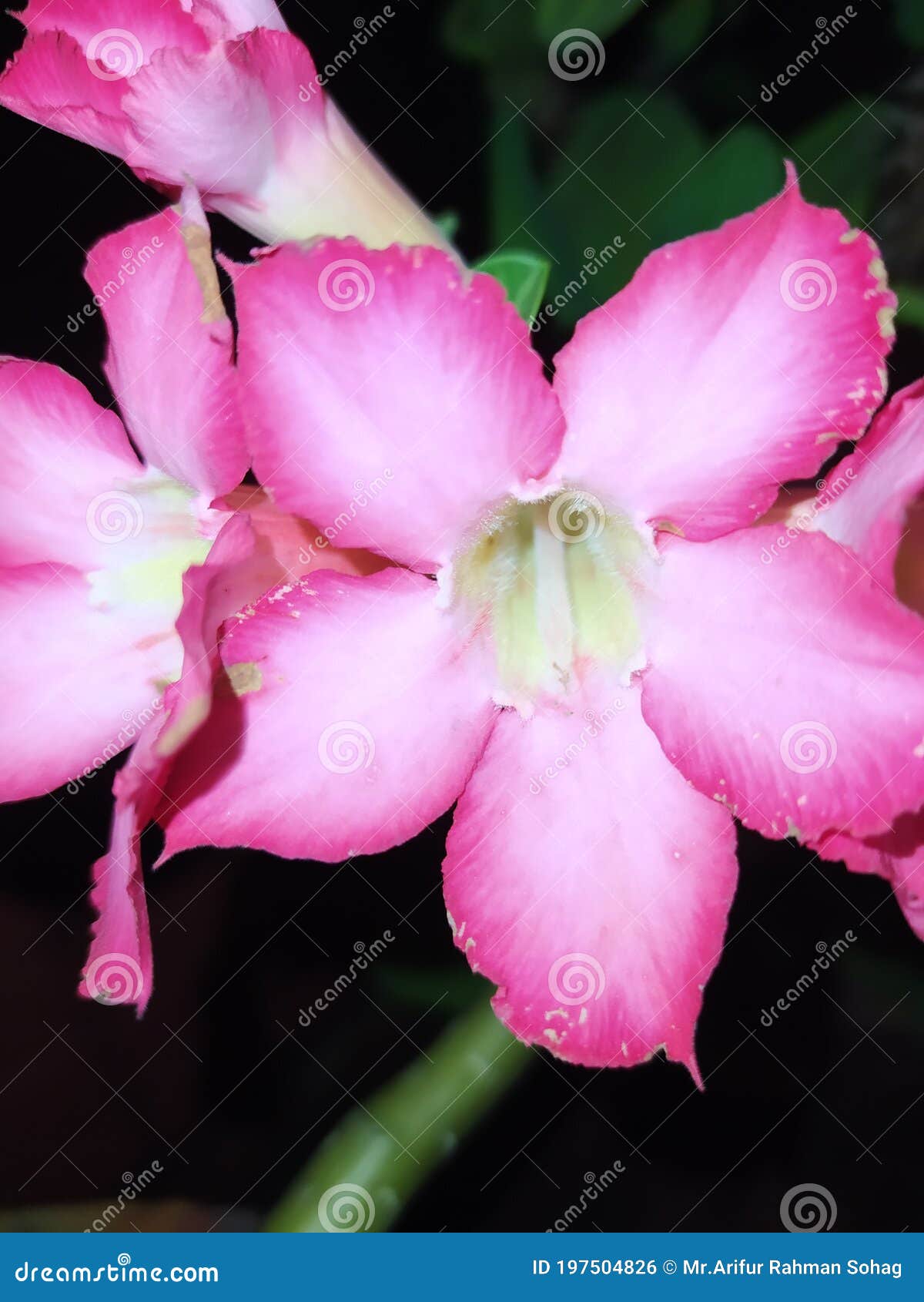 Five Star flower stock photo. Image of blossom, leaf - 197504826