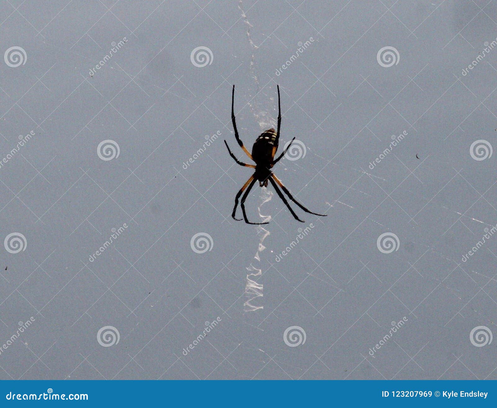 Fix the web stock image. Image of spider, fixing - 123207969