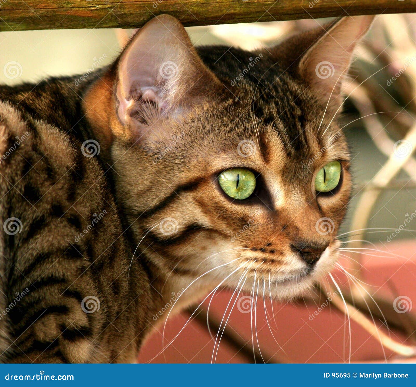 Fixated stock image. Image of kitten, leopard, eyes, face - 95695