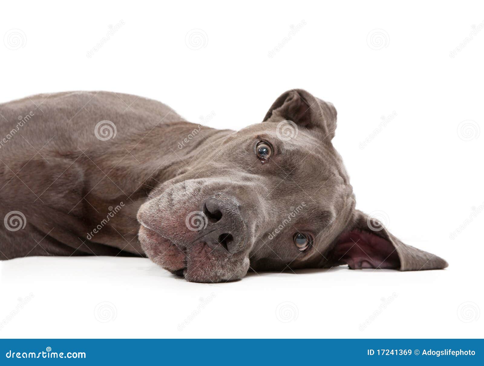 Fixation De Crabot De Danois Grand Image stock - Image du purebred ...