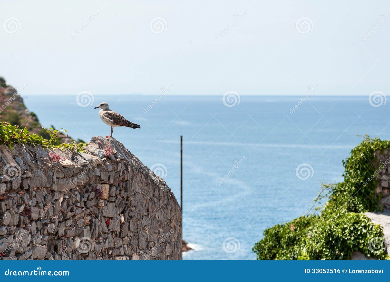 Fixed seagull stock photo. Image of animal, landscape - 33052516