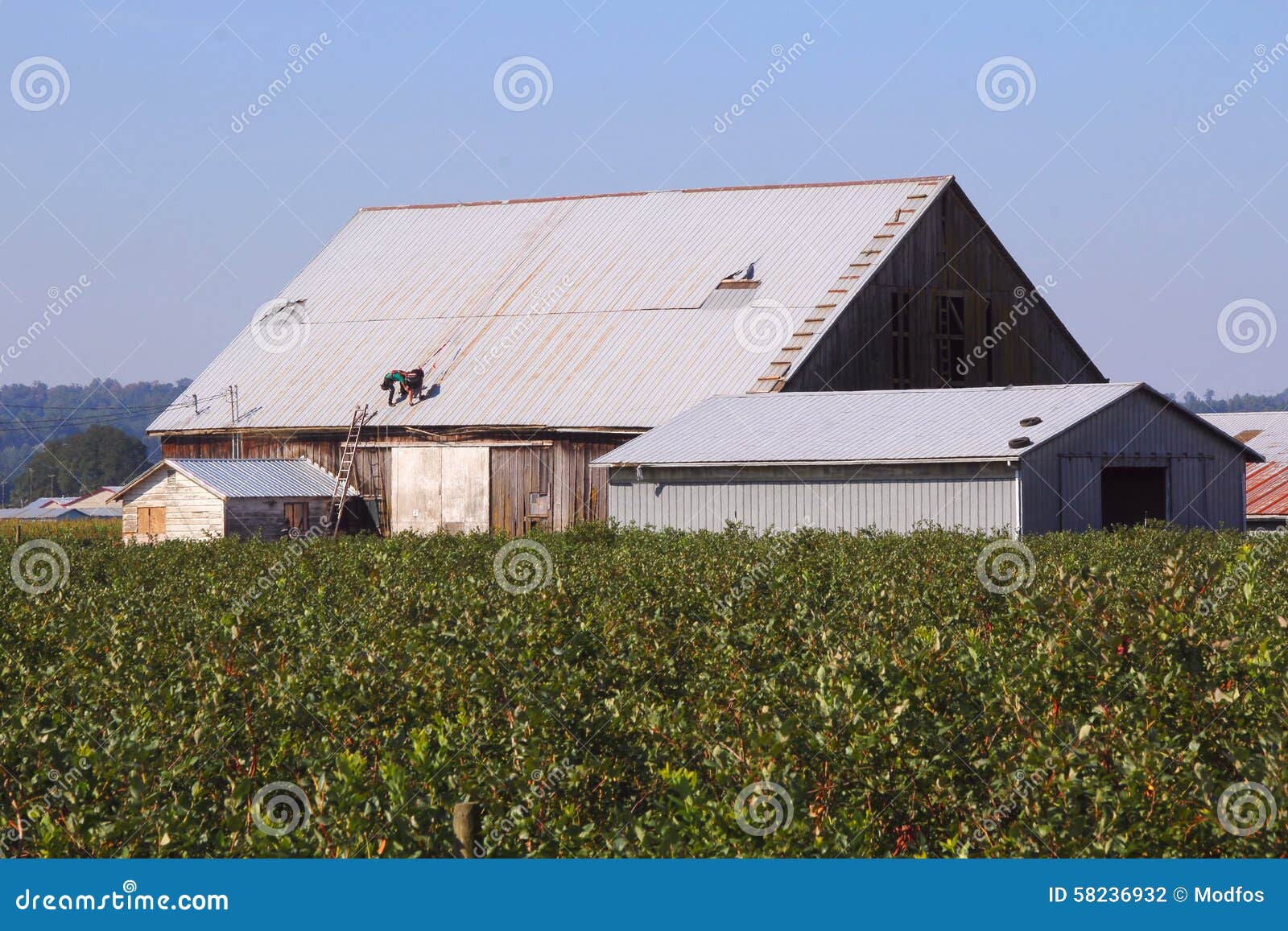 Fixing the Barn Roof stock photo. Image of weathered - 58236932