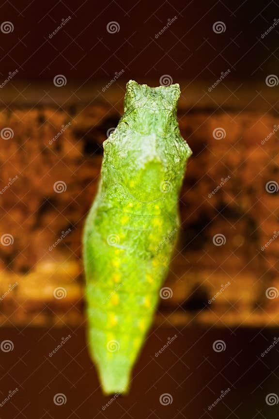 Fjärilskokong arkivfoto. Bild av puppa, kokong, fjäril - 26081338