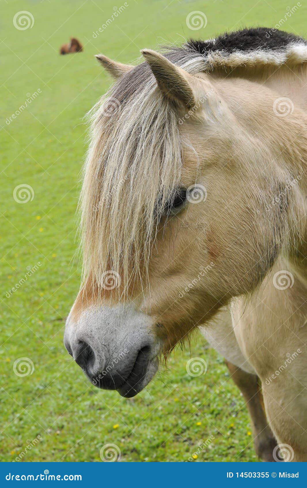 Fjord Horse stock image. Image of annual, white, yellow - 14503355
