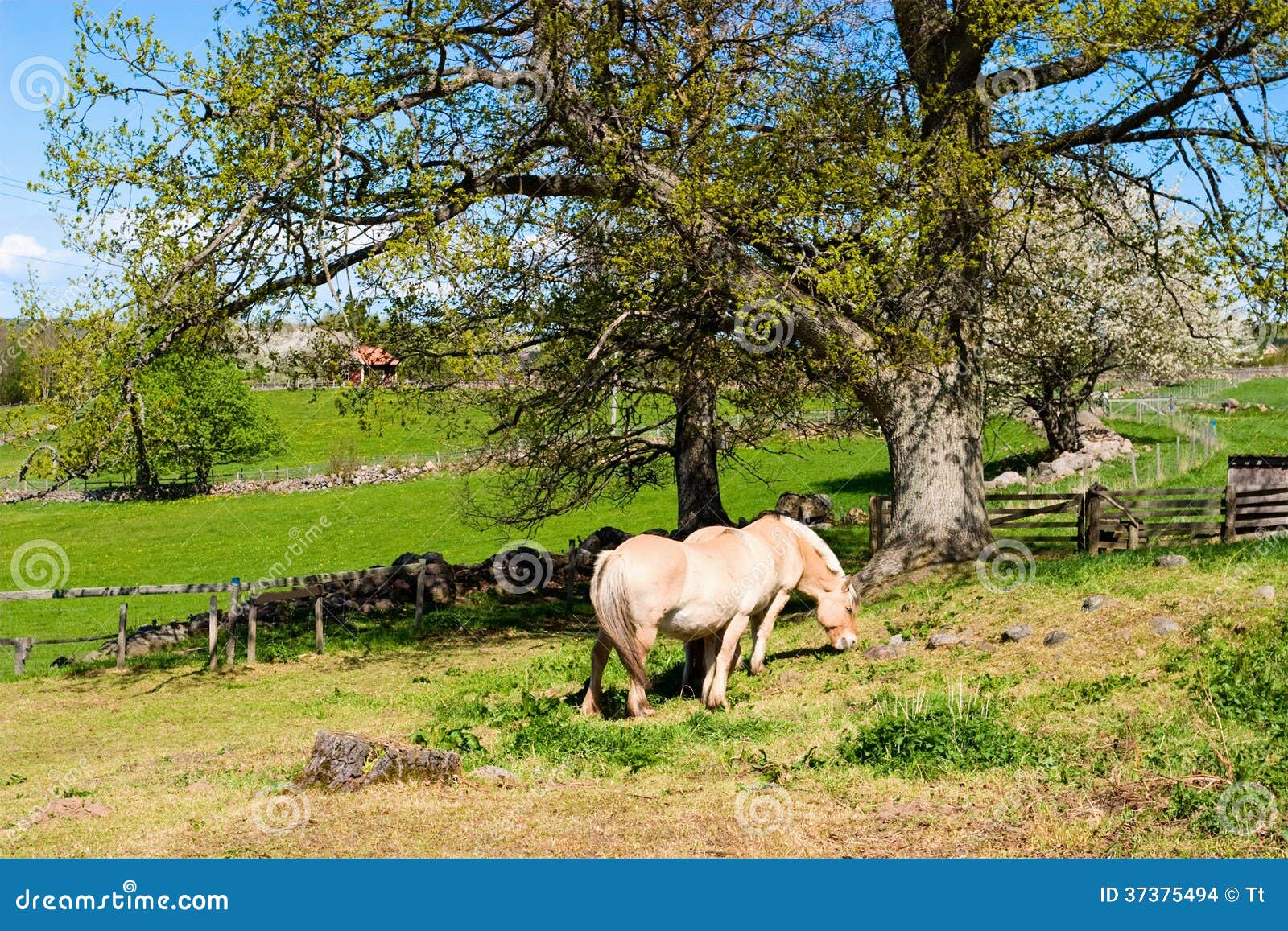 Fjord Horse stock photo. Image of scenic, grasses, norwegian - 37375494