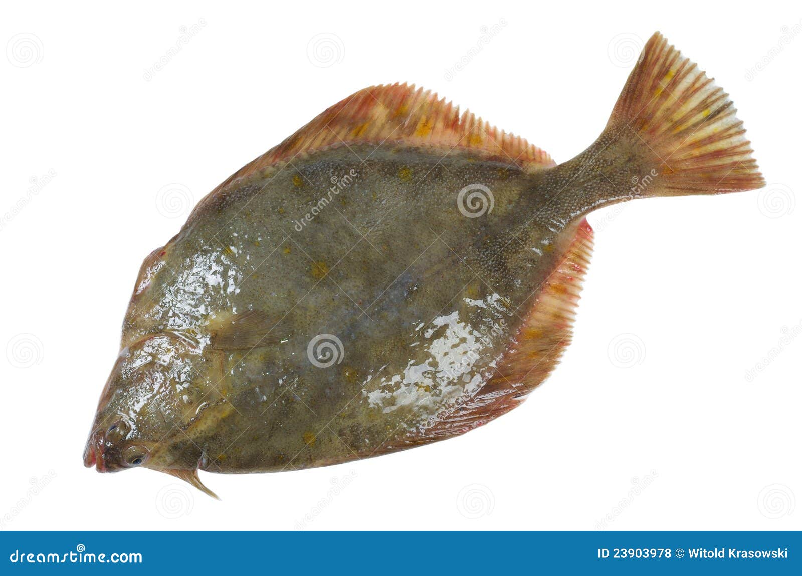 Flądra zdjęcie stock. Obraz złożonej z surowy, żeglarz - 23903978