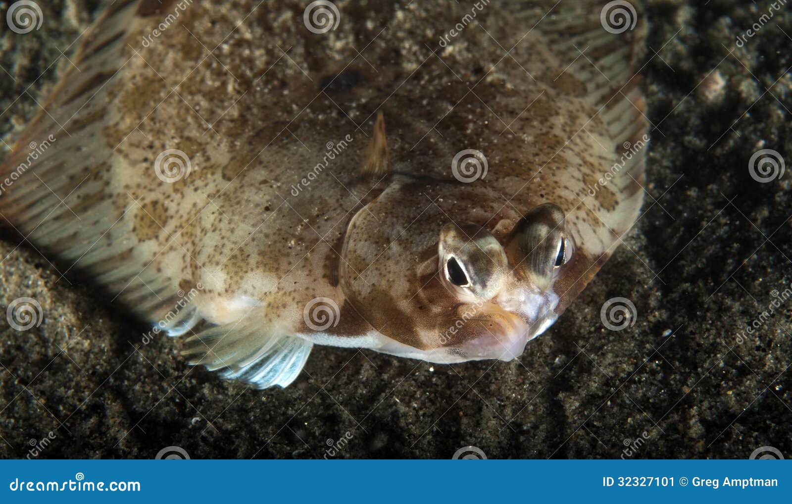 Flądra obraz stock. Obraz złożonej z pustkowie, morze - 32327101