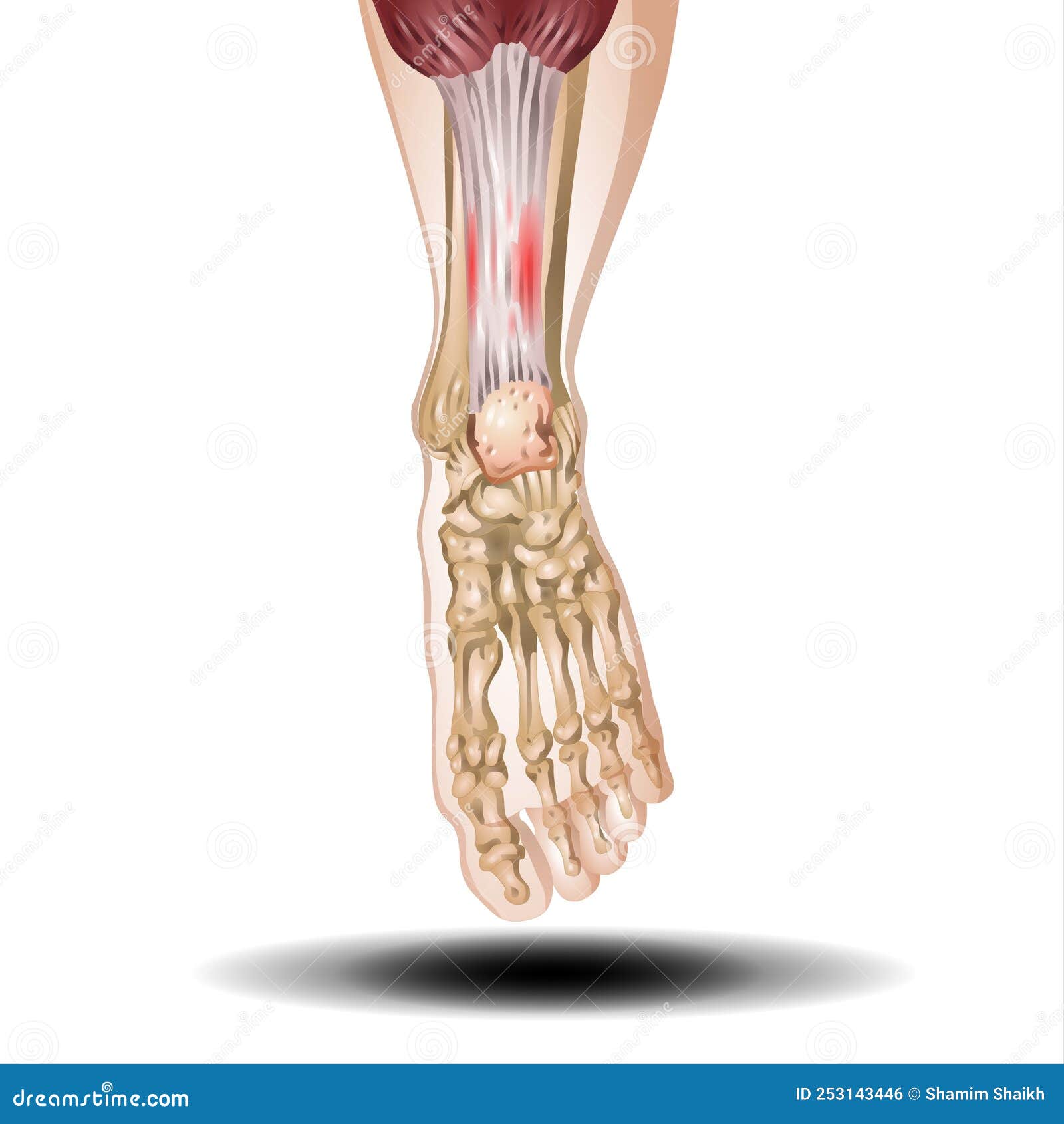Human Front Leg Bone and Muscles on White Background Stock Illustration ...