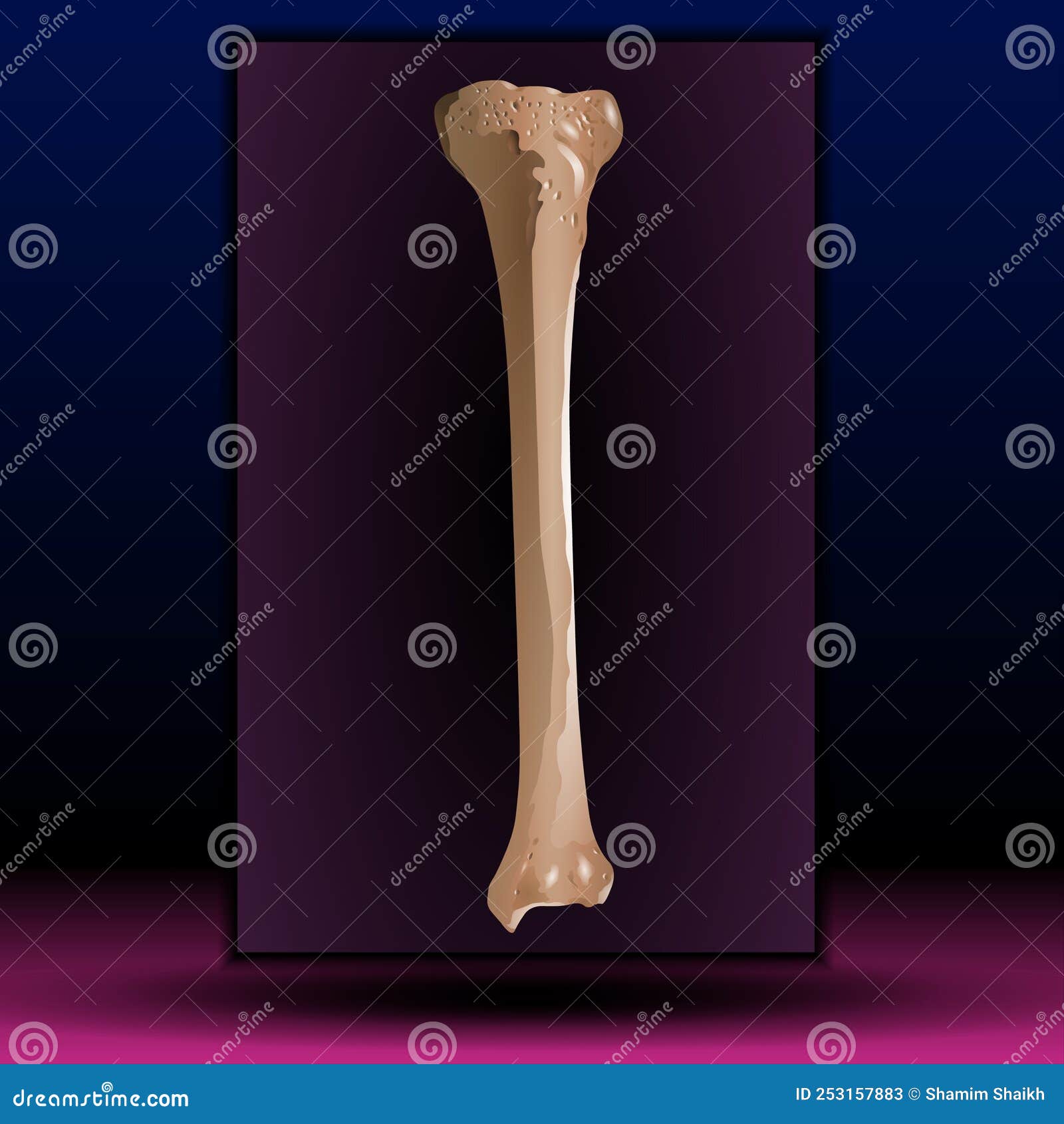 Real Human Bone Marrow