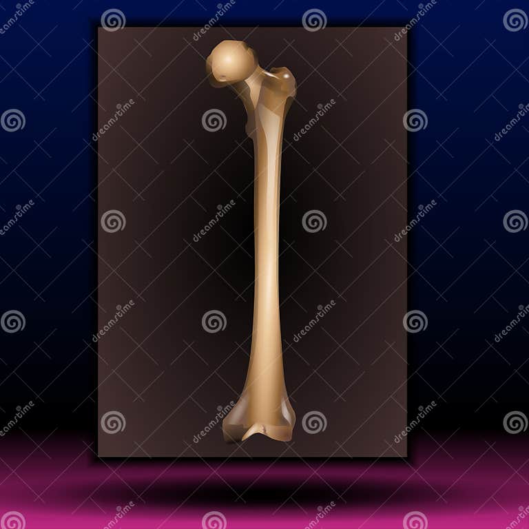 Bone Marrow - Human Bone Structure - Vector Illustration Stock Illustration - Illustration of ...
