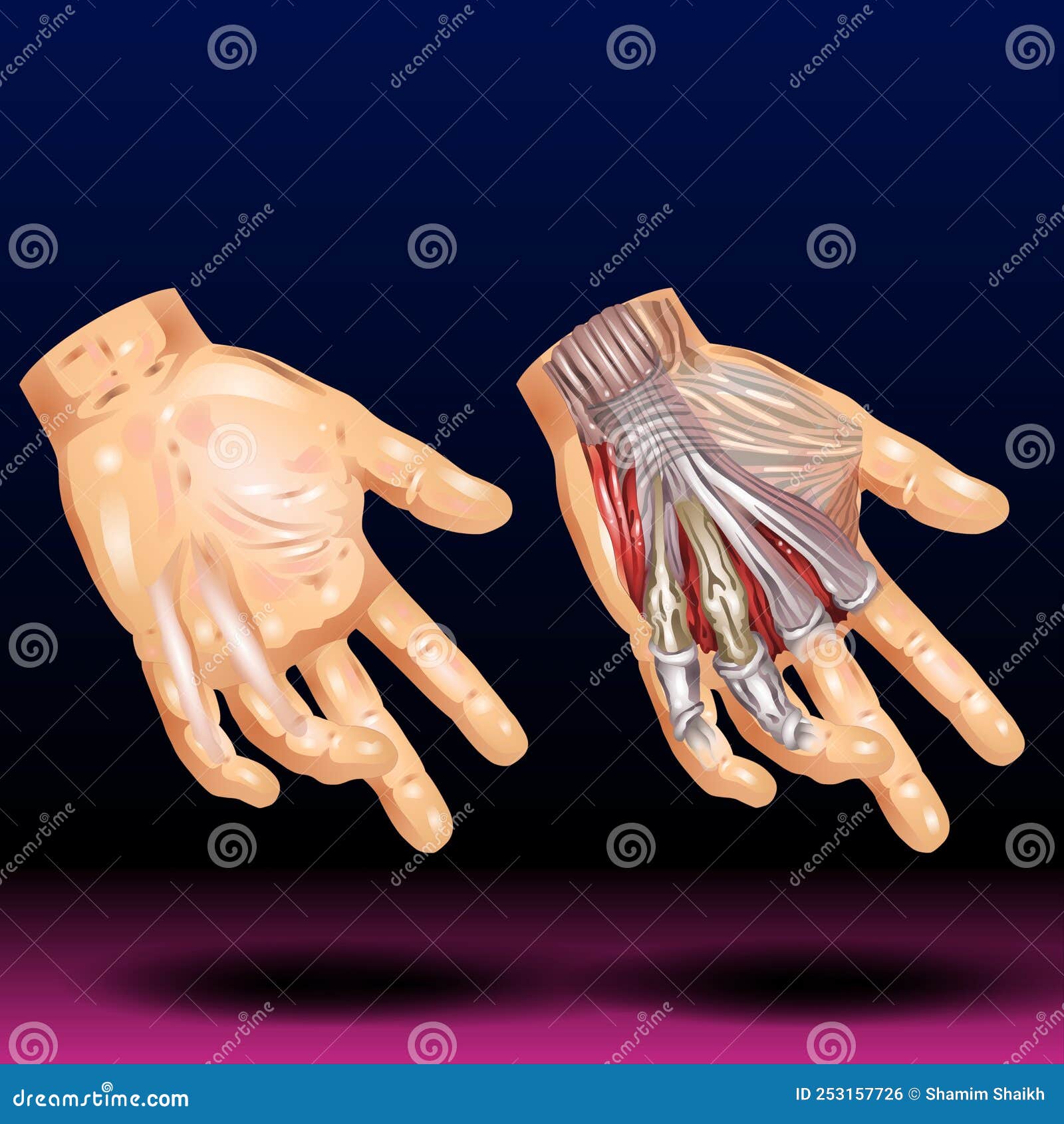 Hand Anatomy - Muscles, Structure, Veins, Palm, Wrist Stock ...