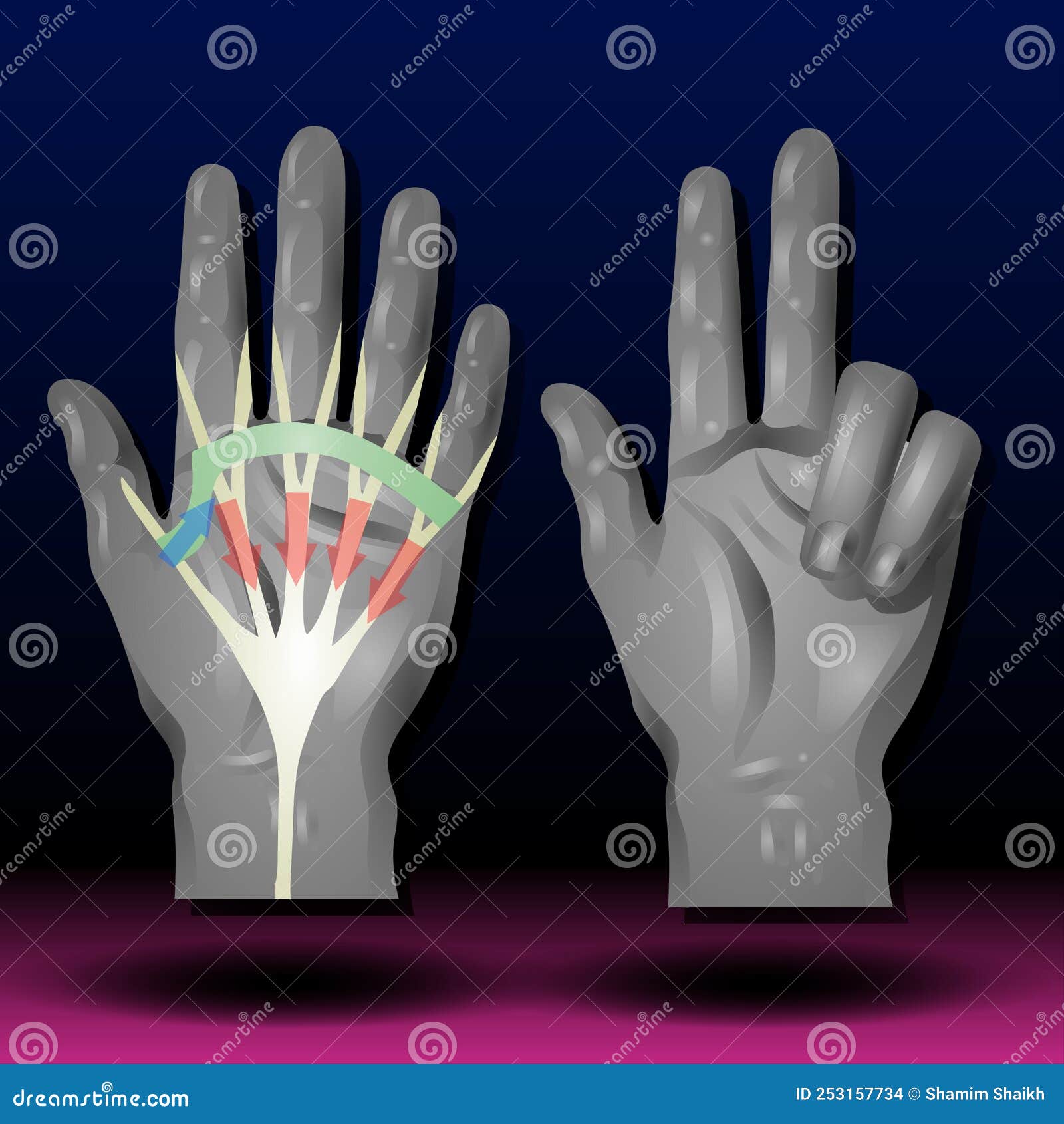 Hand Anatomy - Muscles, Structure Royalty-Free Stock Image ...