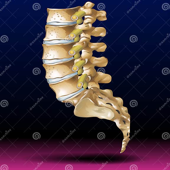 Lower Spine - Spinal Cord - Human Anatomy - Healthcare - Science Stock ... Lower Spine - Spinal Cord - Human Anatomy - Healthcare - Science Stock ...