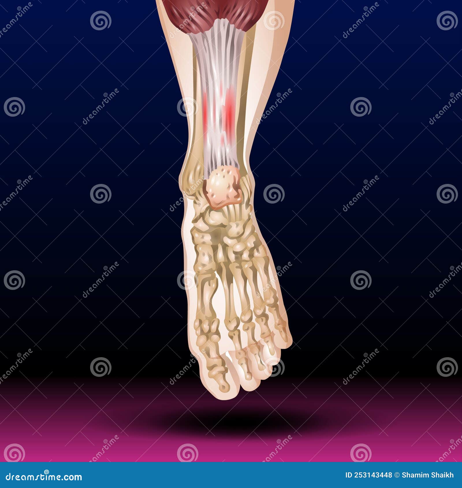 Human Front Leg Bone and Muscles Stock Illustration - Illustration of ...