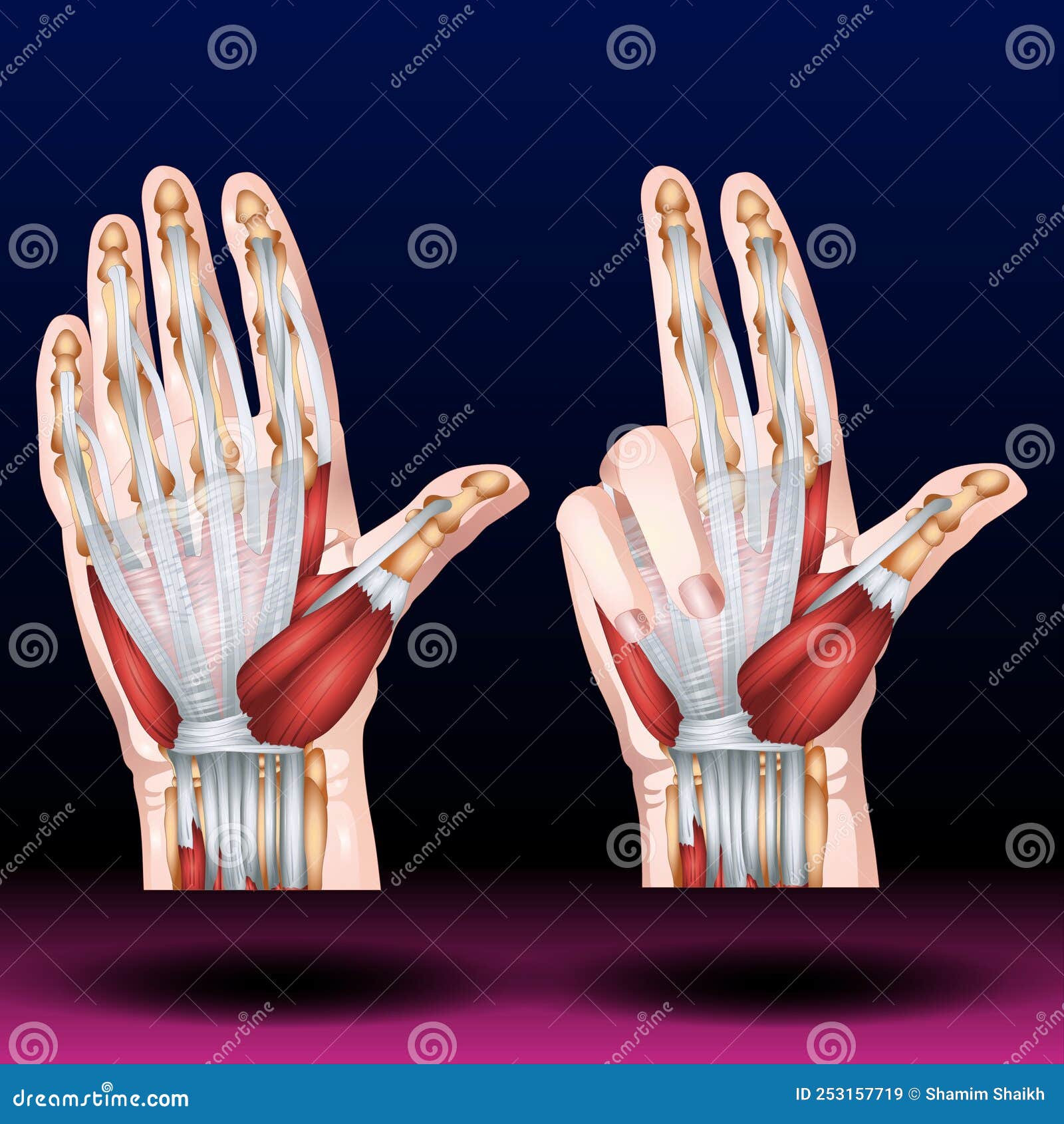 Human Hand Muscles And Tendons