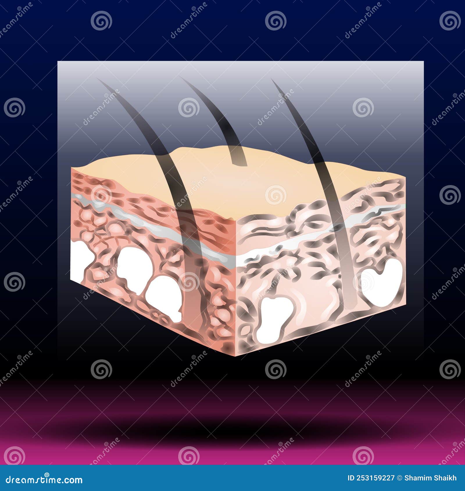 Skin Anatomy. Human Normal Skin Dermis Epidermis Adipose Layers Recent ...