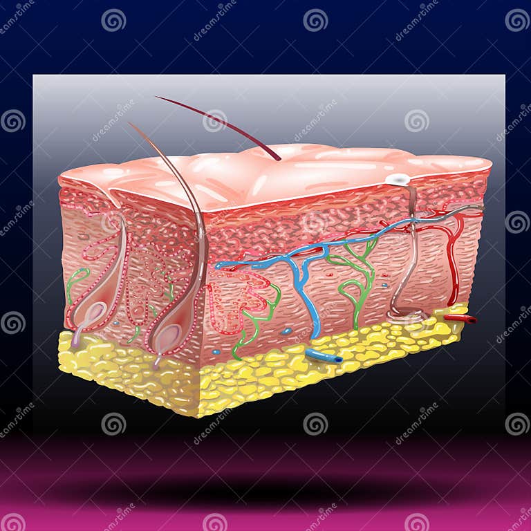 Skin Anatomy. Human Normal Skin Dermis Epidermis Adipose Layers Recent ...