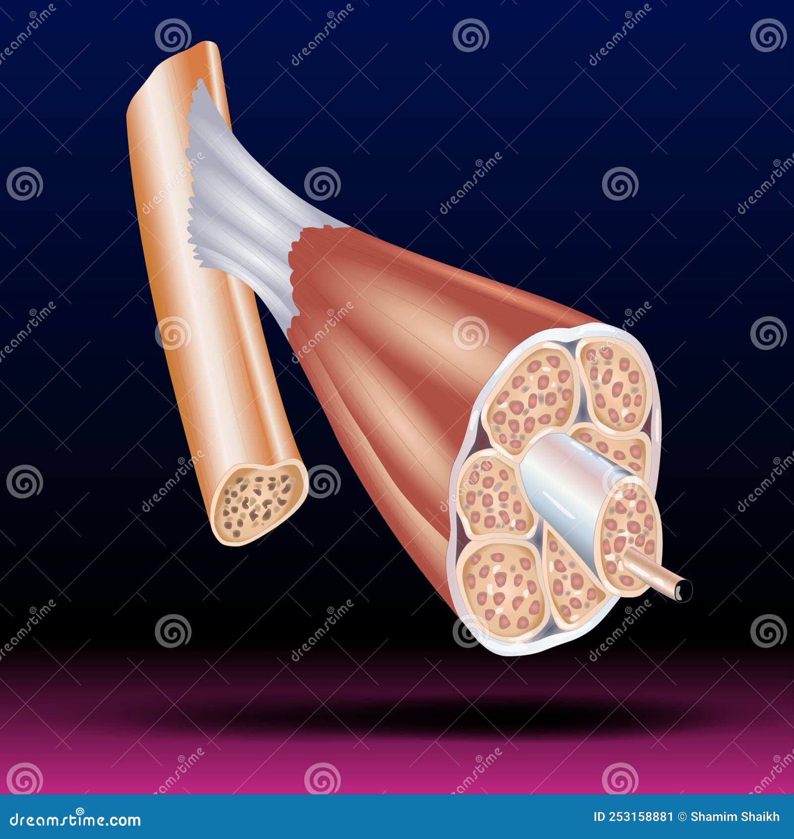 Structure Of Skeletal Muscle - Skeletal Muscle Structure With ... Structure Of Skeletal Muscle - Skeletal Muscle Structure With ...