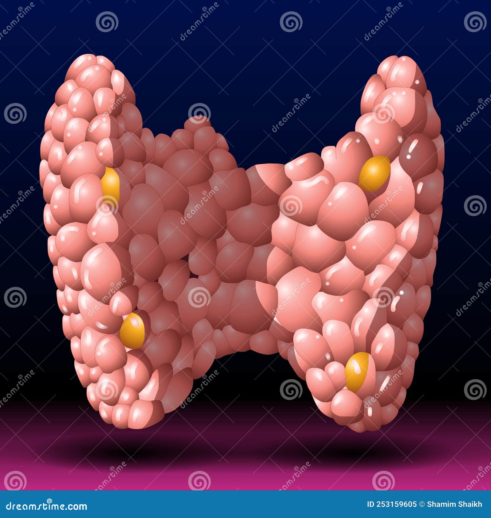 Thyroid Gland - Human Anatomy - Healthcare - Science Stock Illustration ...