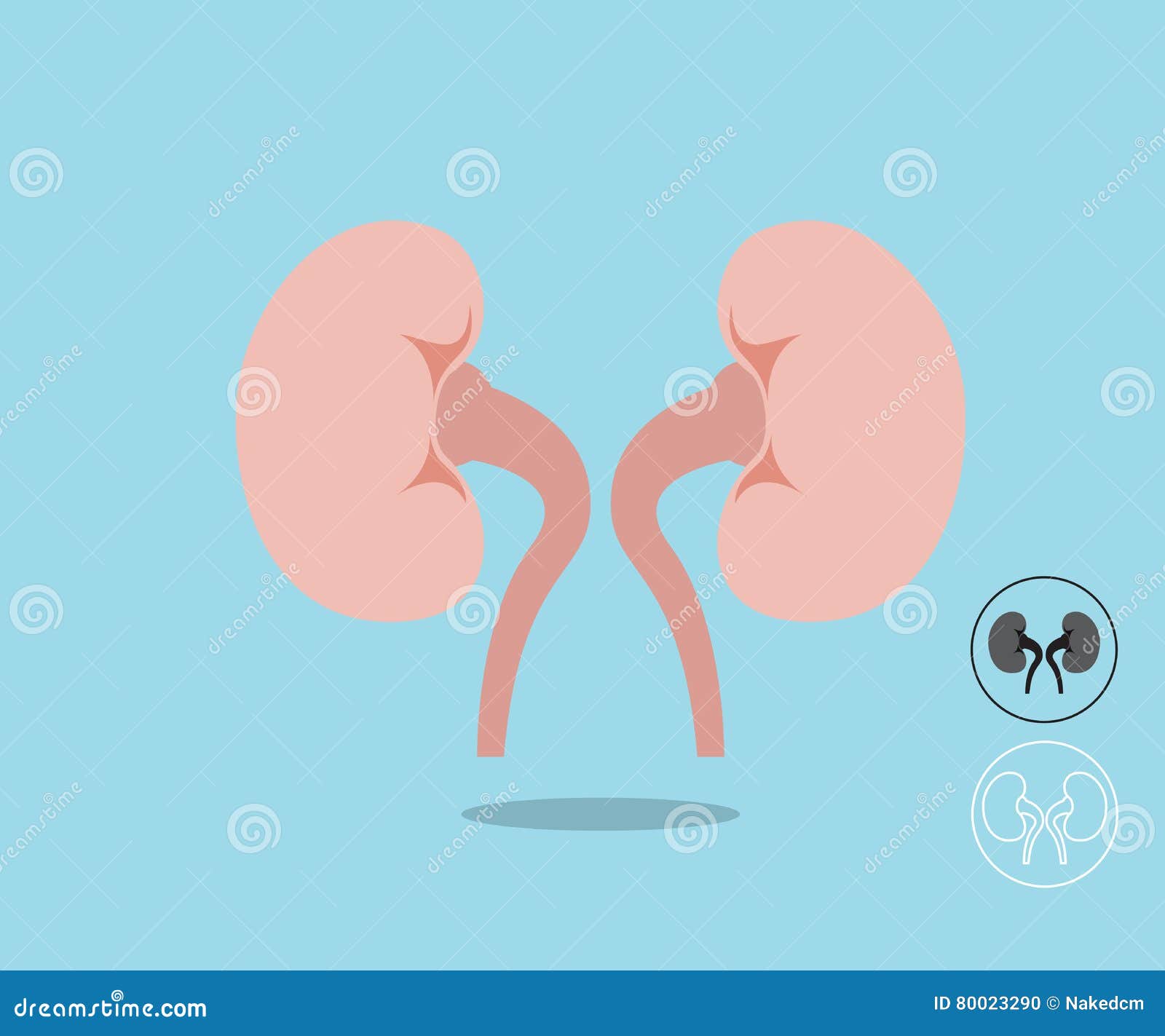 Flaches Design Der Menschlichen Niere Vektor Abbildung - Illustration ...