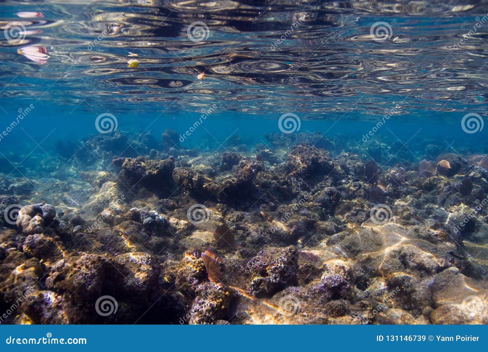 Flaches Riff stockbild. Bild von unterseite, leben, hintergrund - 131146739