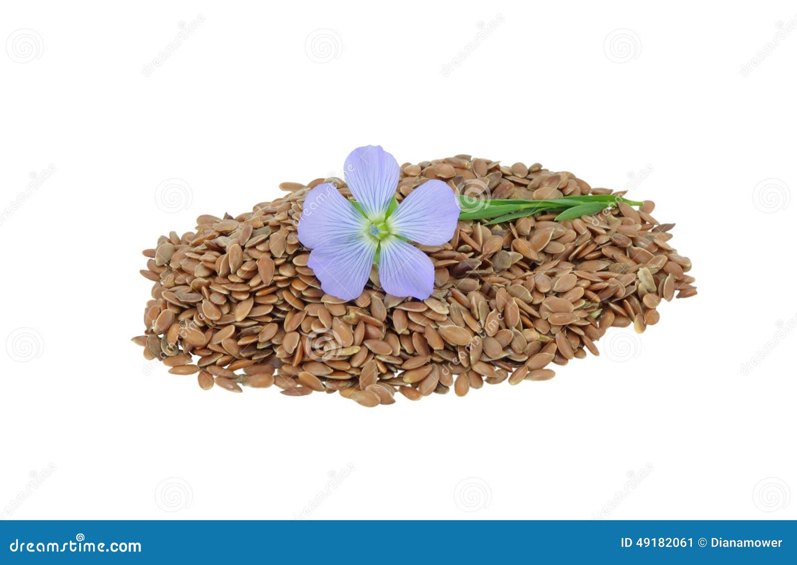 Flachsblume und -samen stockbild. Bild von latten, getrennt - 49182061