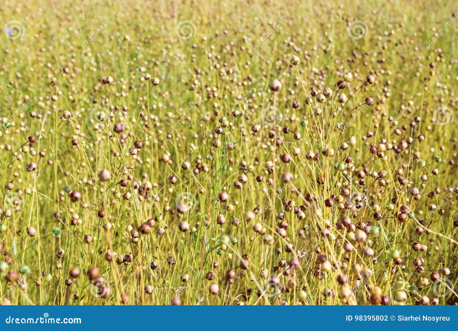 Flachspflanze, Feld Im Sommer August Stockfoto - Bild von bauernhof ...