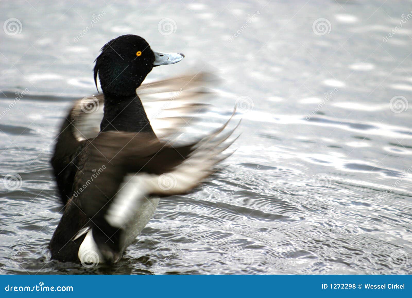Fladderende Doorgenaaide Eend Stock Foto - Image of spel, vogel: 1272298