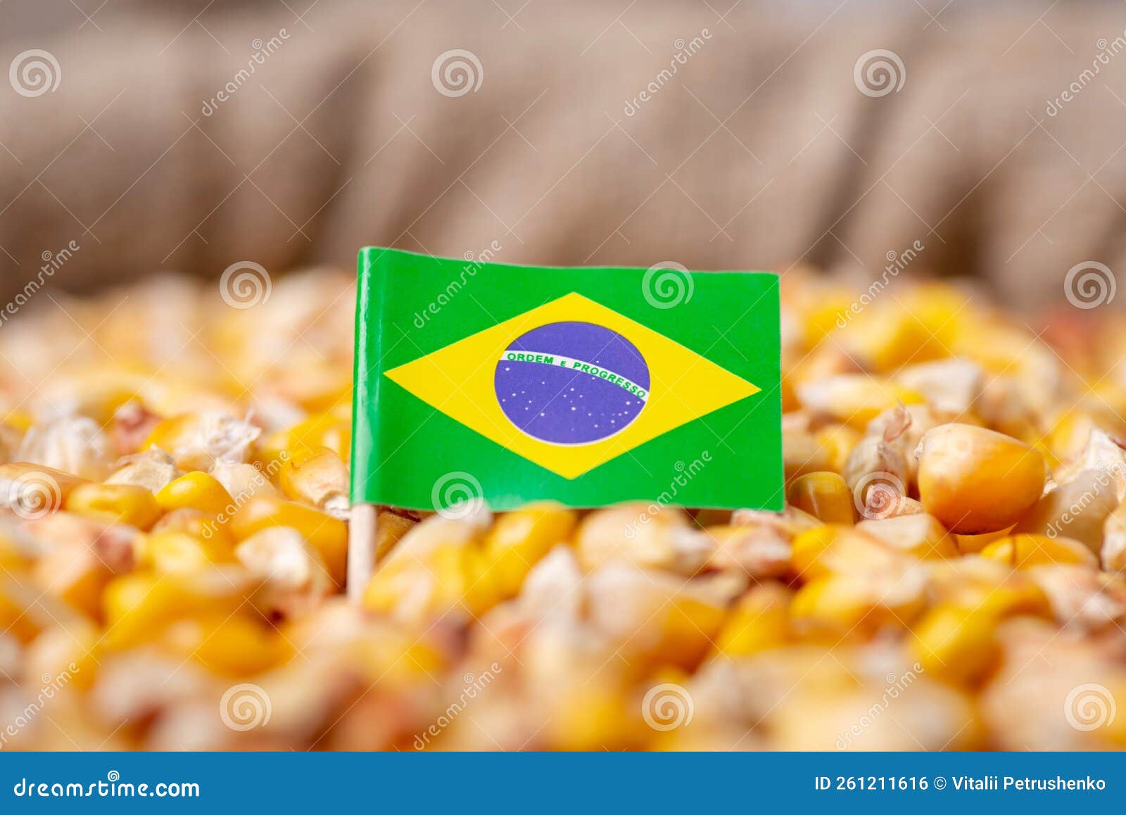 Flag of Brazil on Corn Grain Stock Photo - Image of food, growing ...