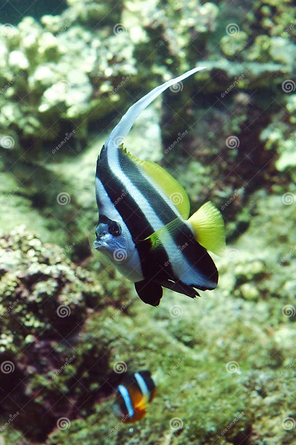 Flag fish stock photo. Image of aquarium, animal, swim, fishes - 79278