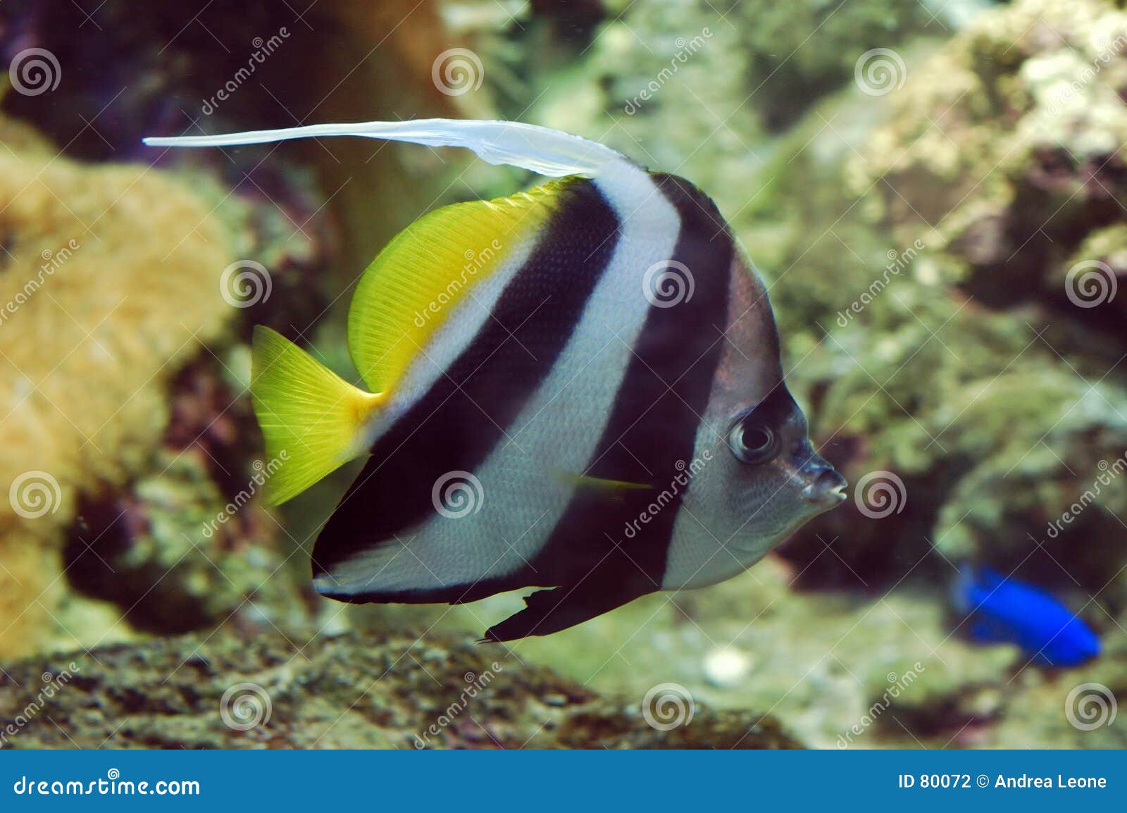 Flag fish II stock photo. Image of water, heniochus, coral - 80072