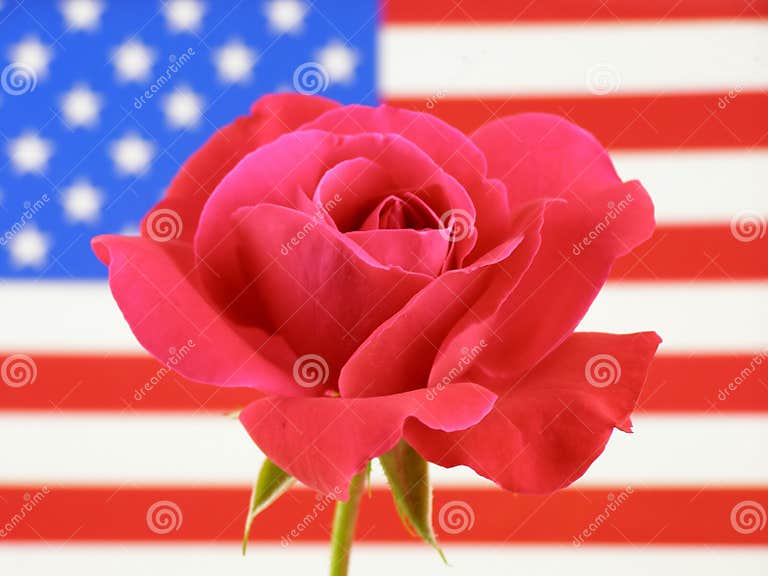 Flag and rose stock photo. Image of patriot, nationalism - 3720962