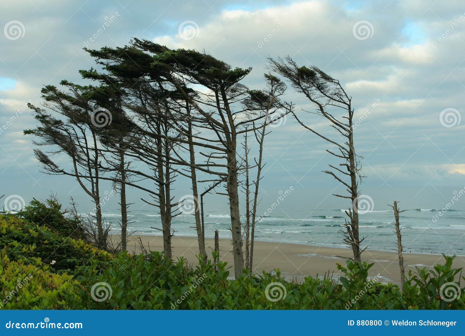 Flag trees, Oregon coast stock photo. Image of tree, prevailing - 880800