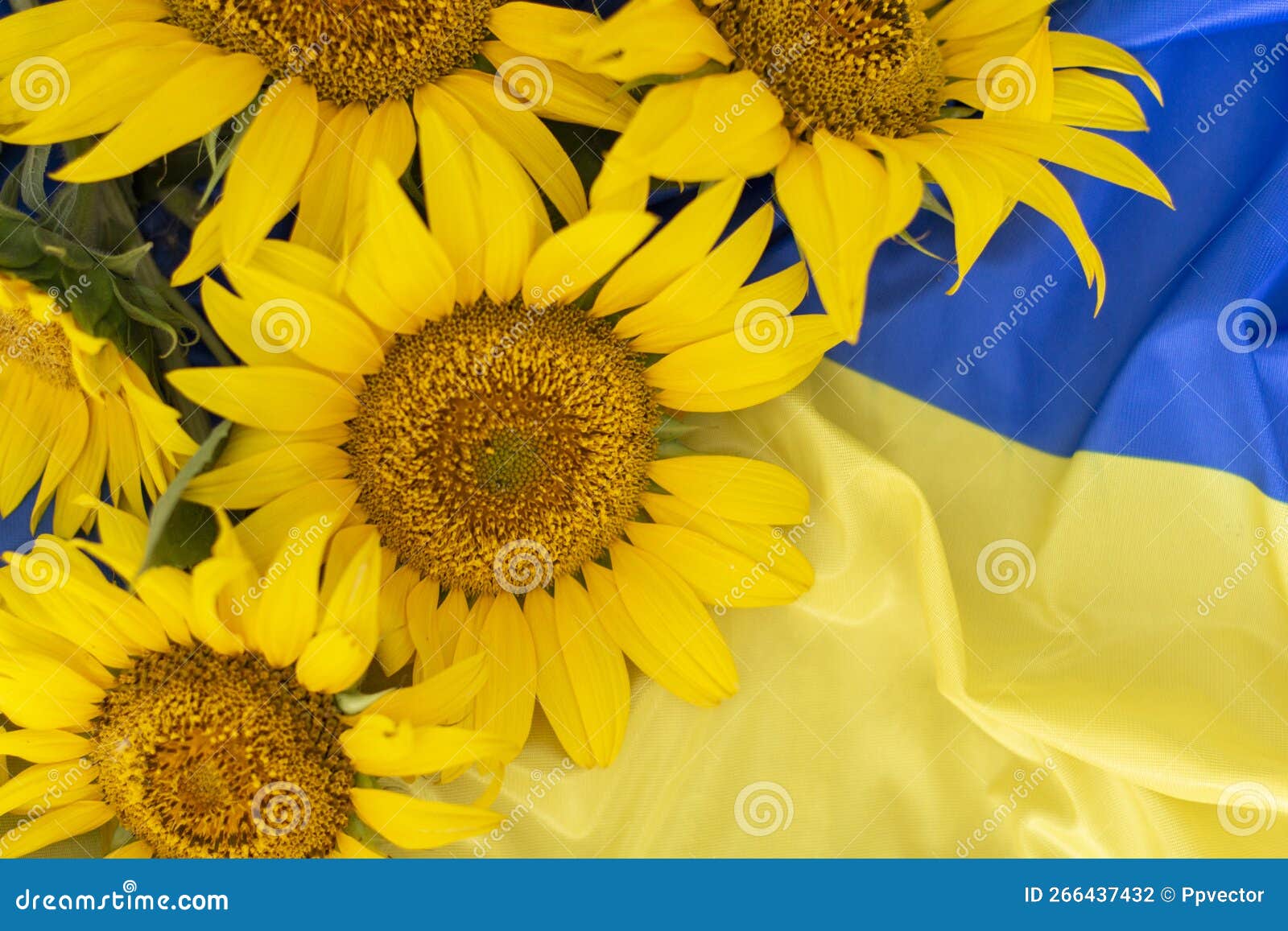 Flag Ukraine and Sunflowers Stock Photo - Image of europe, beautiful: 266437432