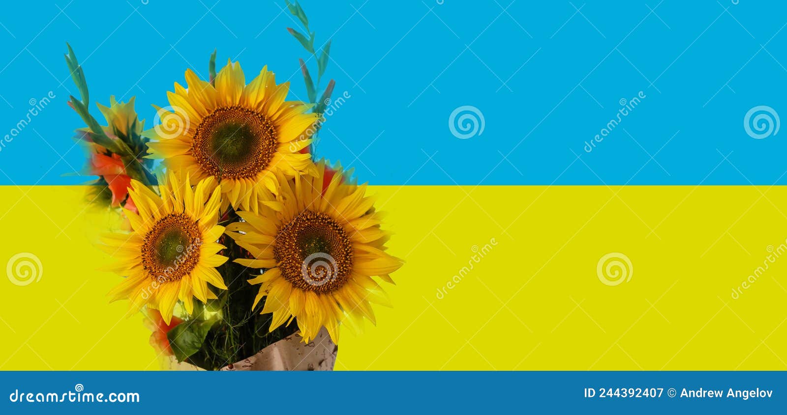 Flag of Ukraine, Sunflowers are a Symbol of Ukraine Stock Image - Image ...