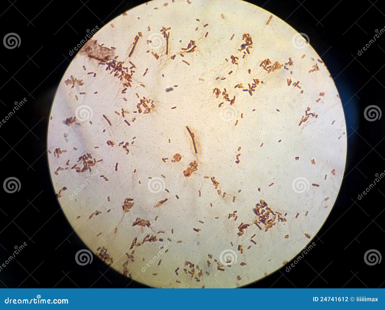 Flagelados Bacterianos Escherichia Coli Foto de Stock - Imagem de ...