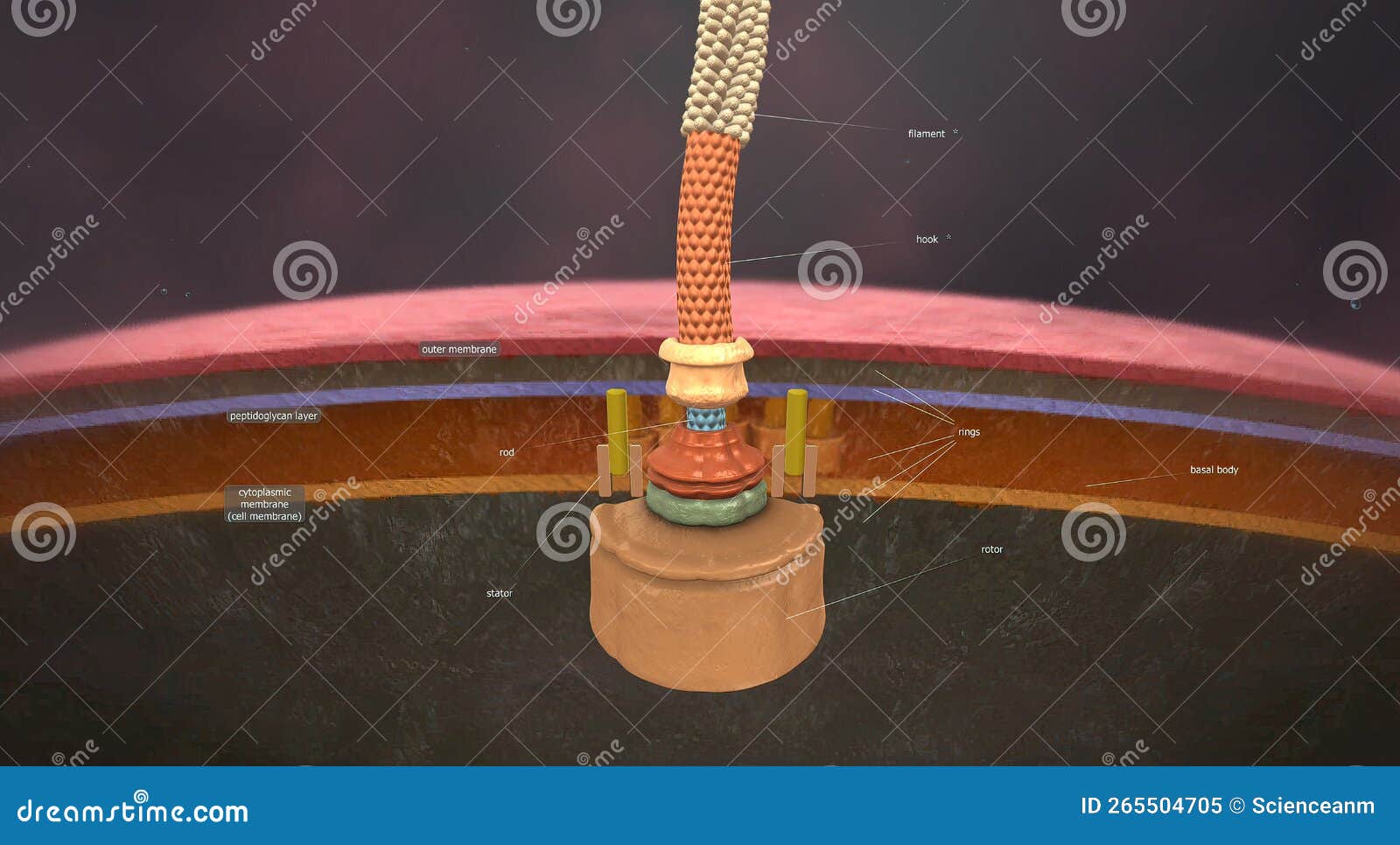 Flagella are Flexible, Rotating Surface Appendages that Propel Bacteria ...