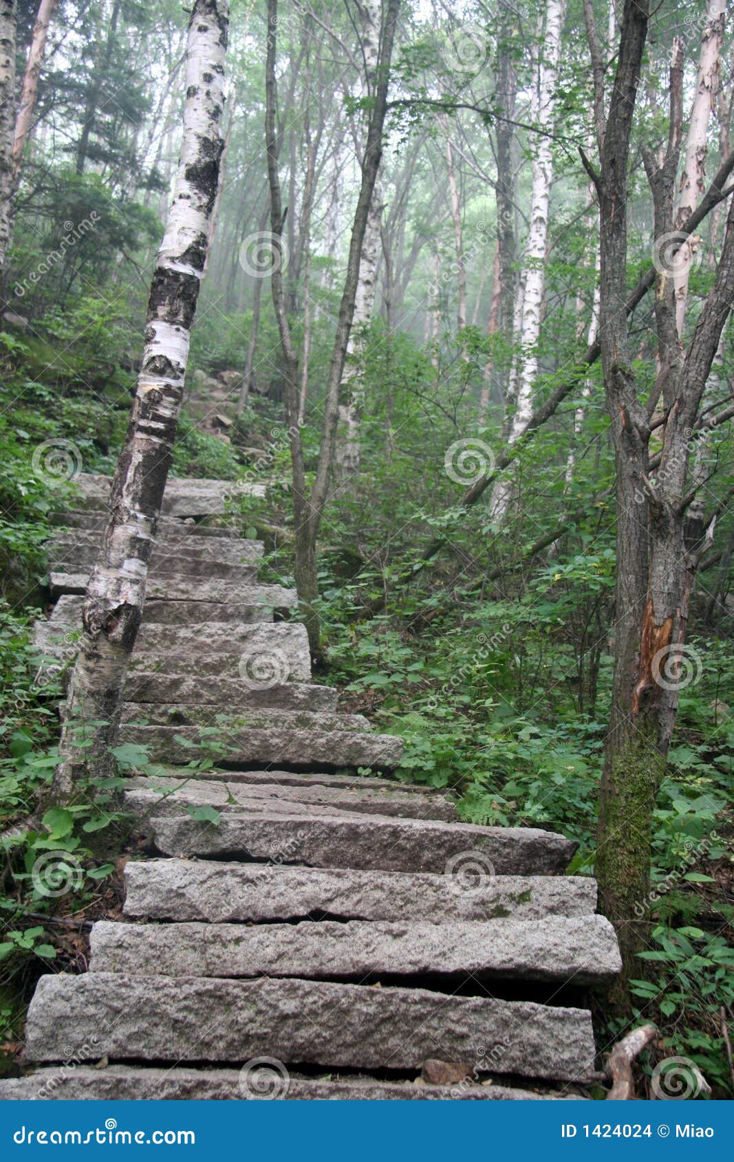 Flagging in Forest stock photo. Image of seasons, flagstones - 1424024