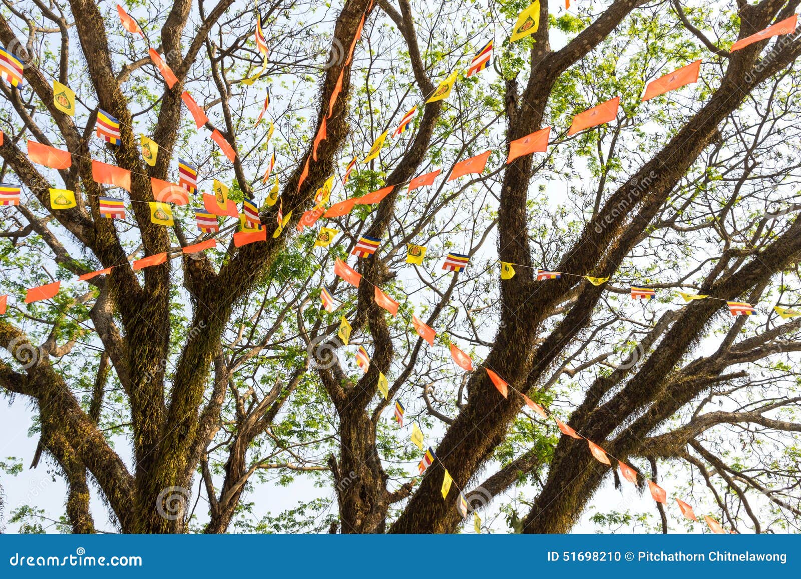 Flags on branches of tree stock photo. Image of tree - 51698210