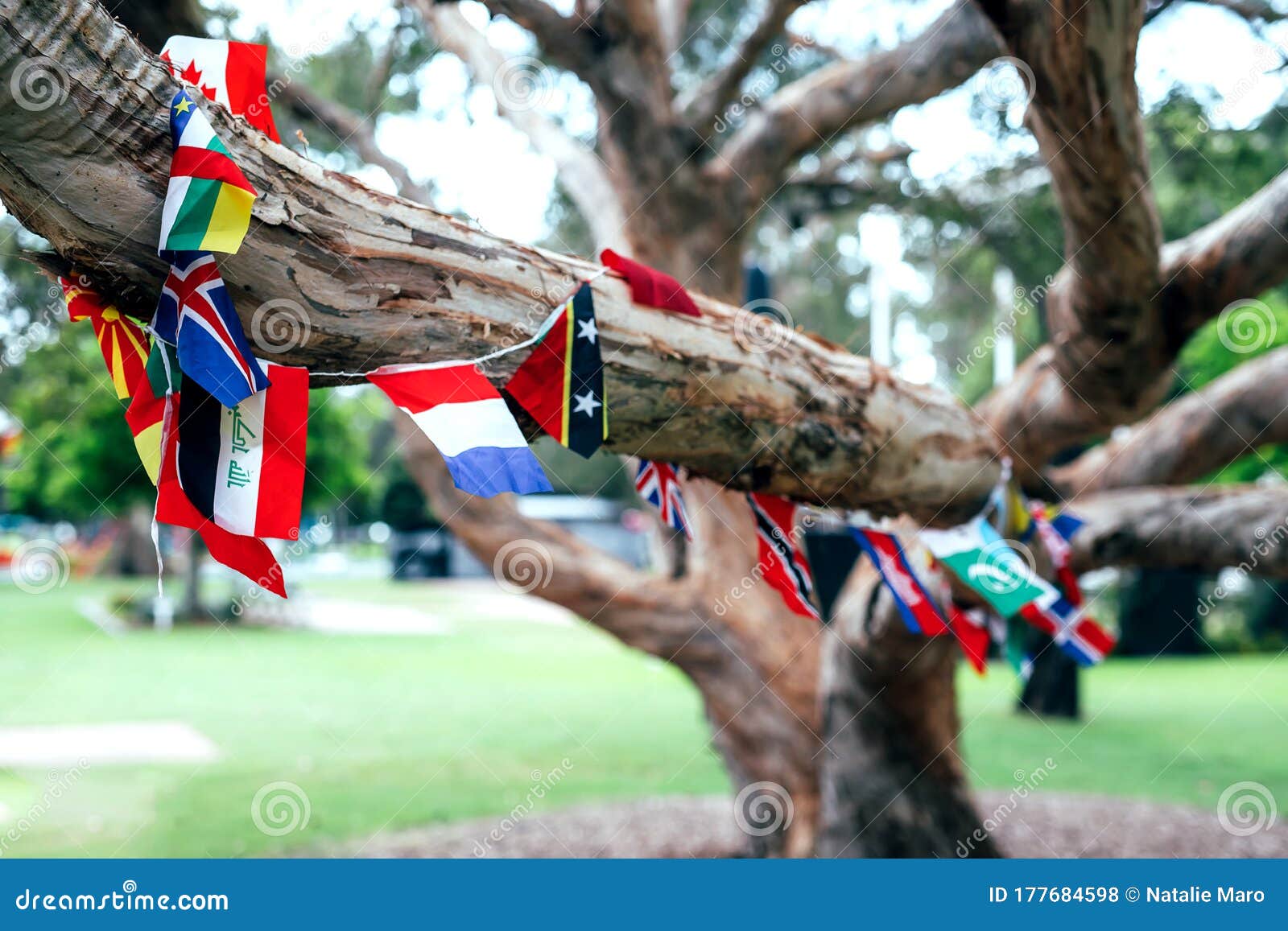 Flags of Different Countries in the Tree. Multicultural Network ...