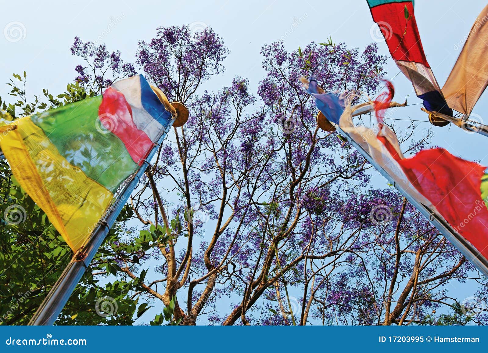 Flags in Front of Blue Sky and Tree Branches Stock Image - Image of ...