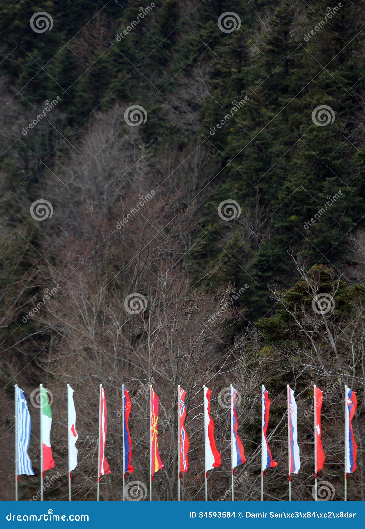 Flags in front of forest stock photo. Image of switzerland - 84593584