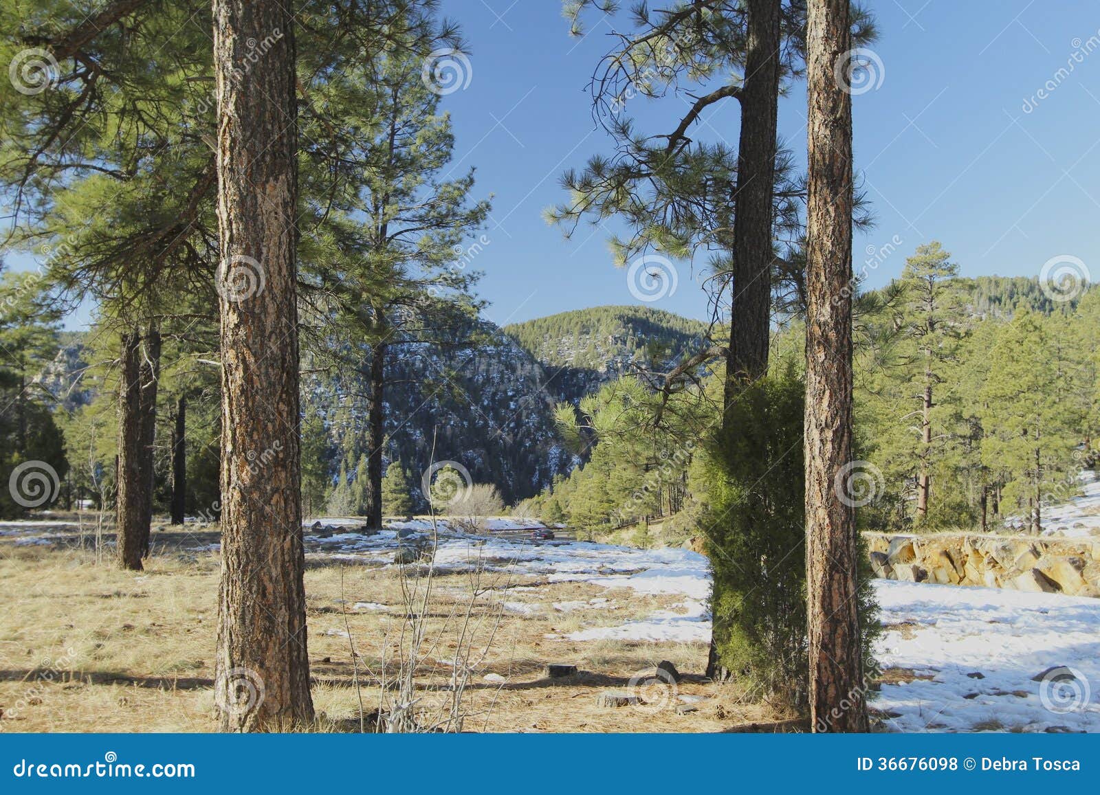 Flagstaff Arizona Forest and Snow Stock Photo - Image of flagstaff ...