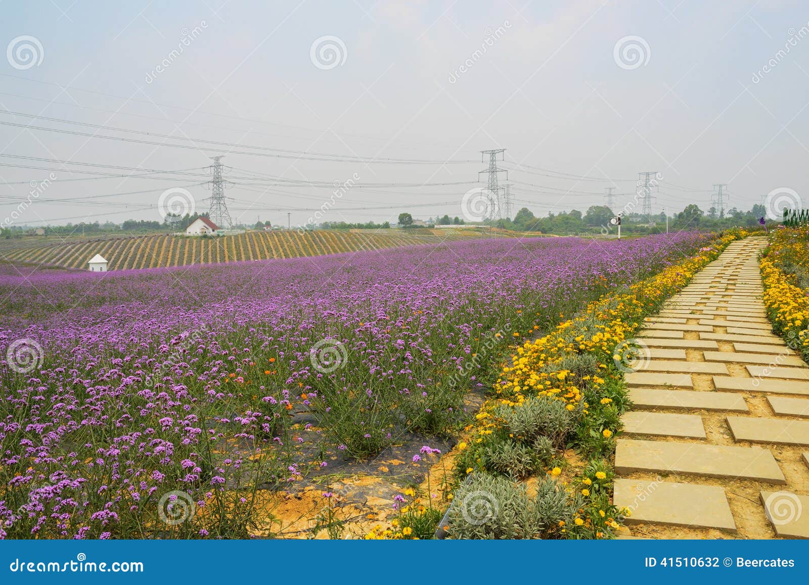 Flagstone Footpath in Flower Fields Stock Photo - Image of cable ...