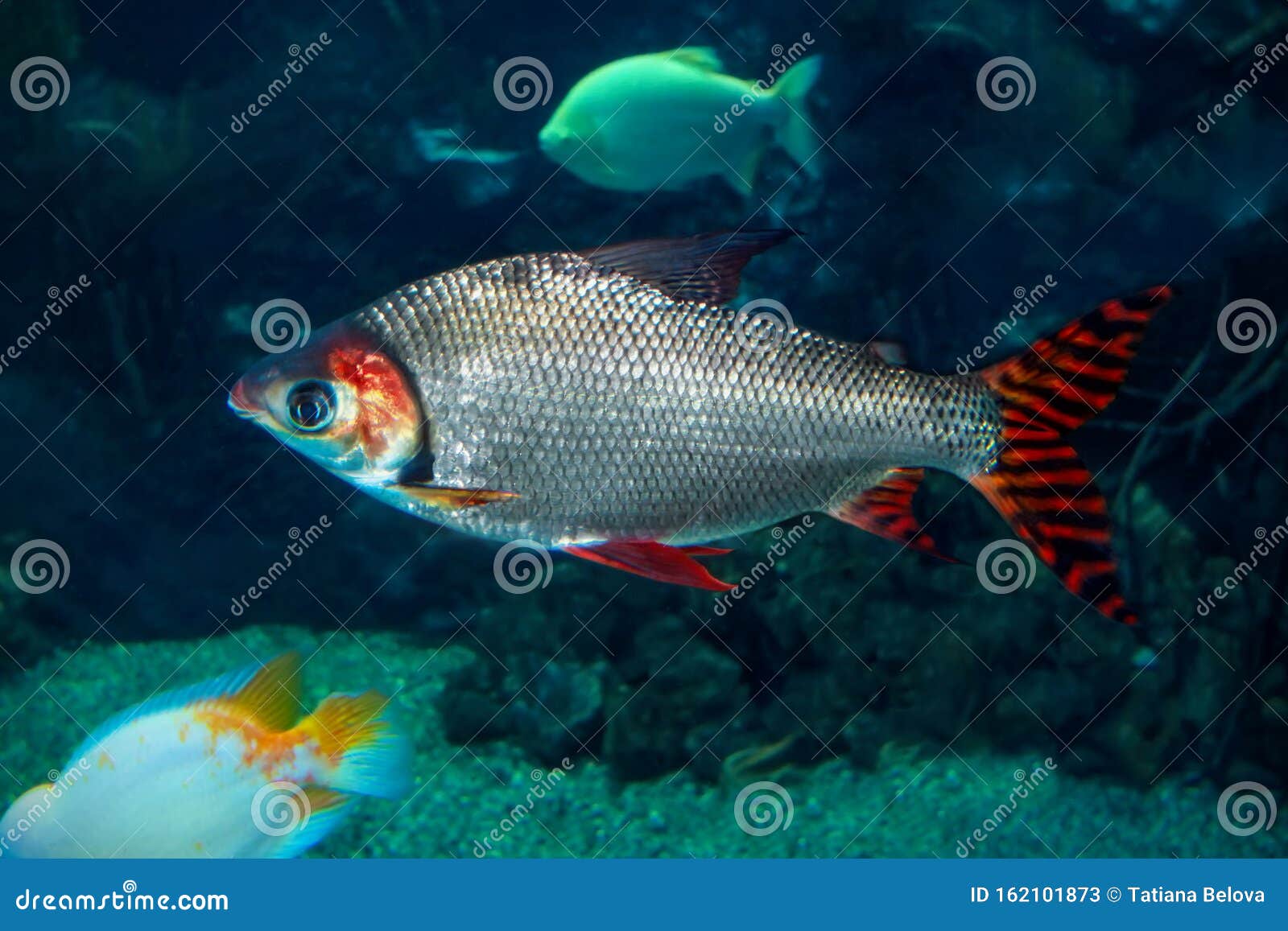 Characin Semaprochilodus Stock Photos - Free & Royalty-Free Stock ...
