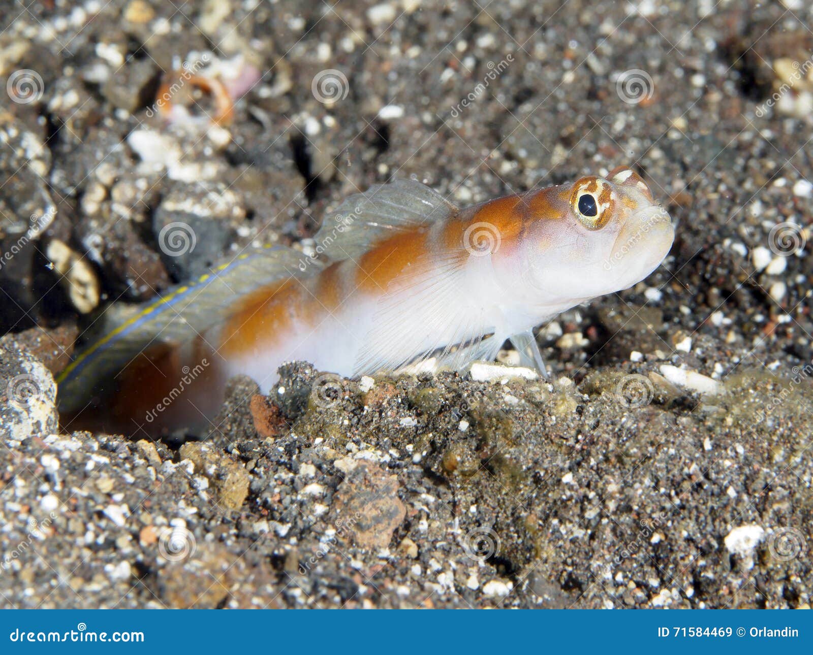 Flagtail shrimpgoby stock image. Image of diving, amblyeleotris - 71584469