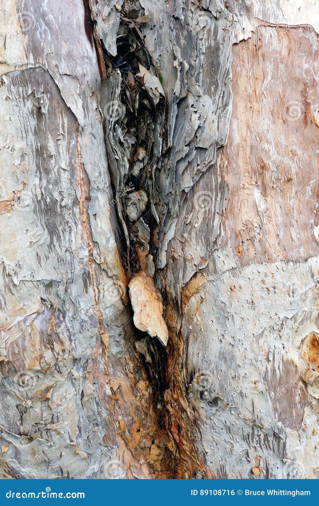 Flaking Bark in Tree Fork stock photo. Image of heavily - 89108716