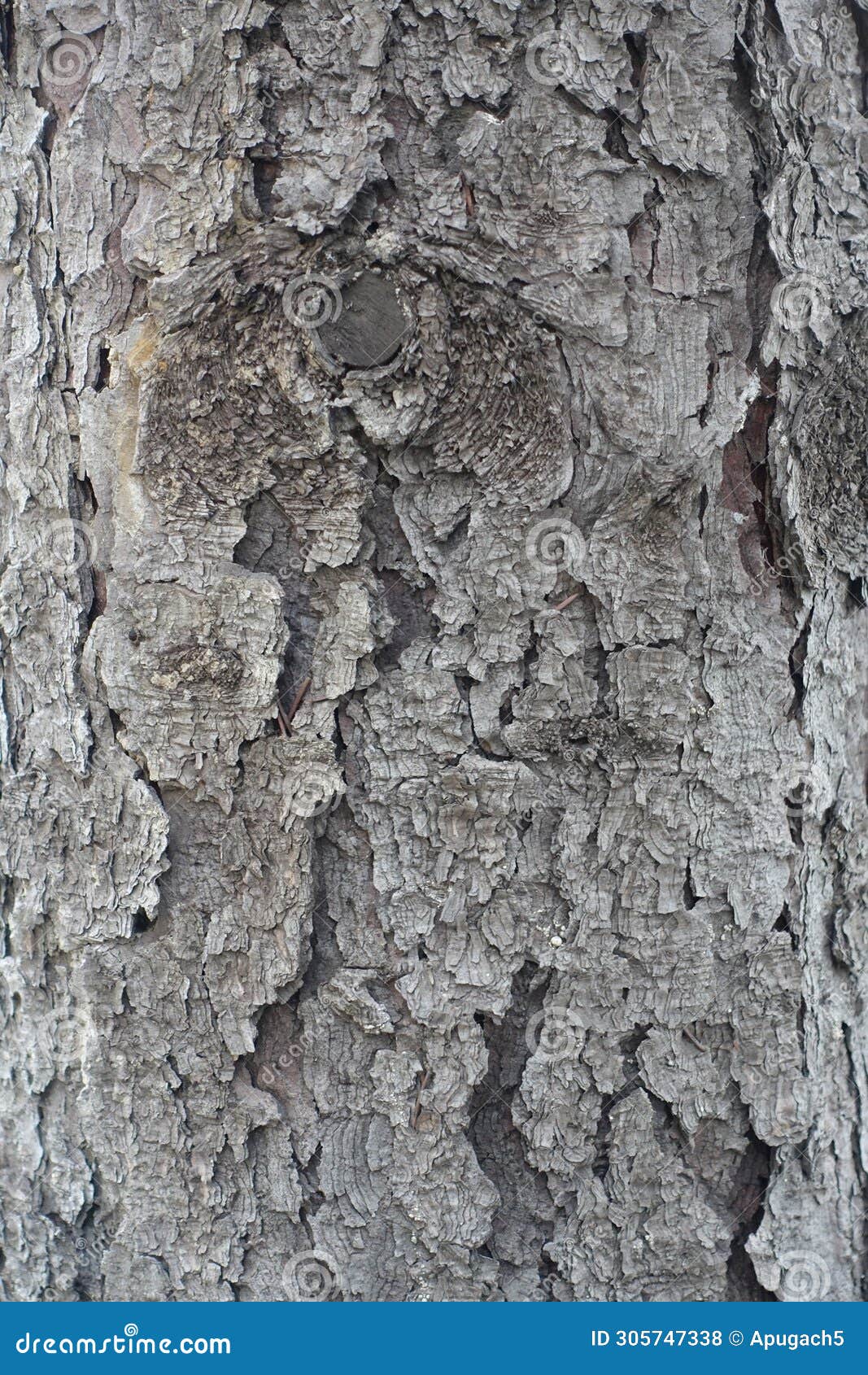 Flaking Surface of Dry Gray Bark of European Spruce Stock Photo - Image ...