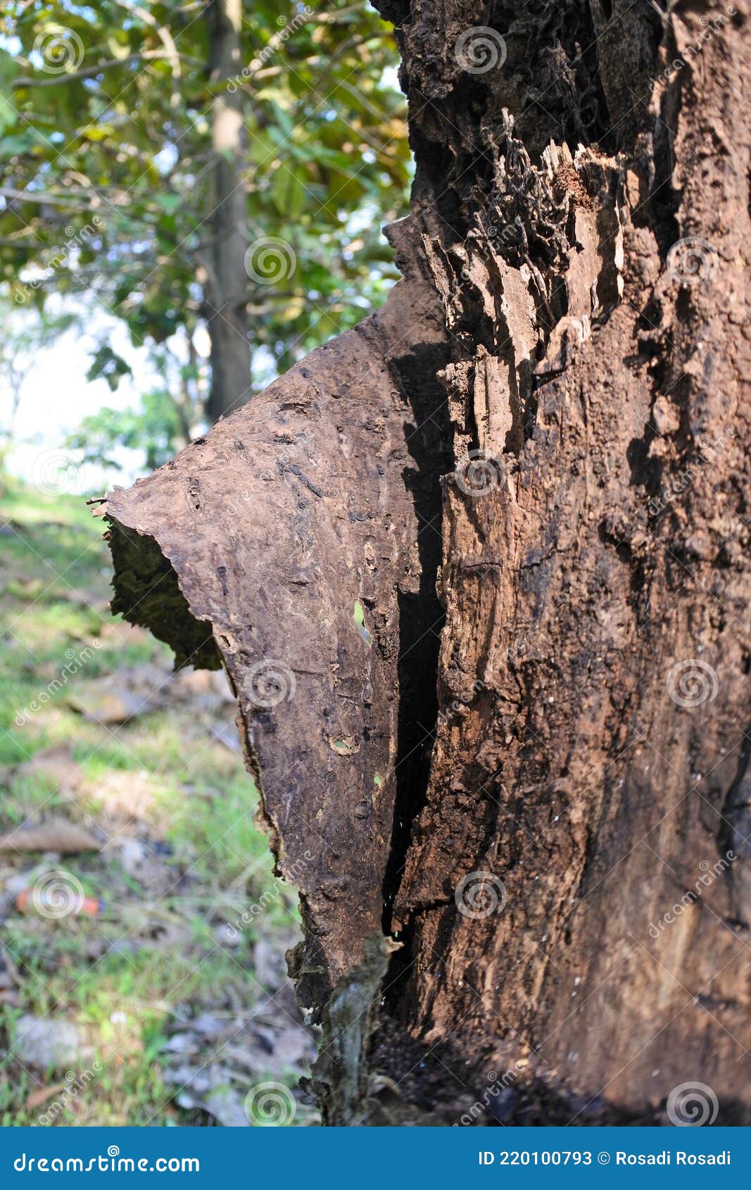 Flaky Bark of a Rotten Tree Stock Image - Image of plant, soil: 220100793