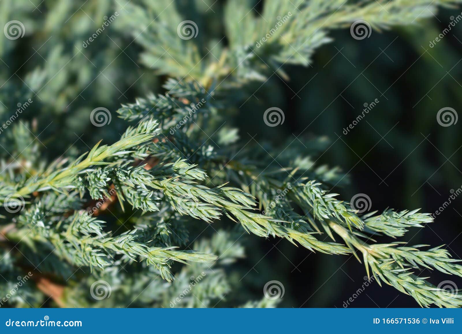 Flaky Juniper Blue Carpet foto de stock. Imagem de azul - 166571536